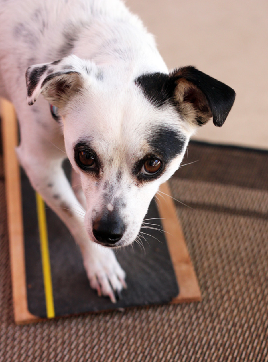 14 Life Hacks Every Dog Owner Should Know - My List of Lists